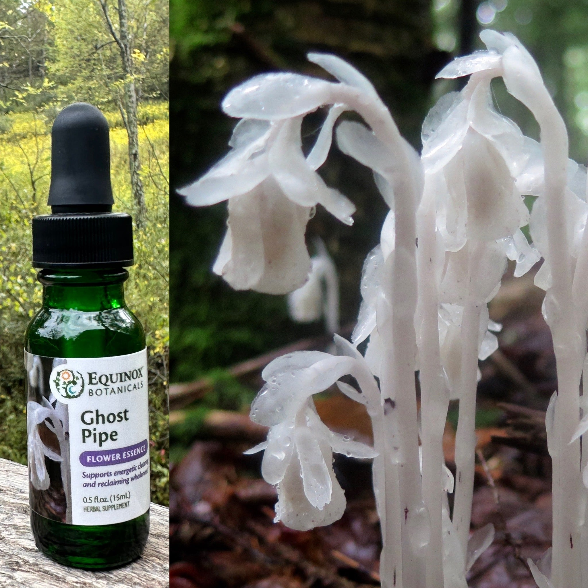 Ghost Pipe Flower Essence 15mL – Equinox Botanicals