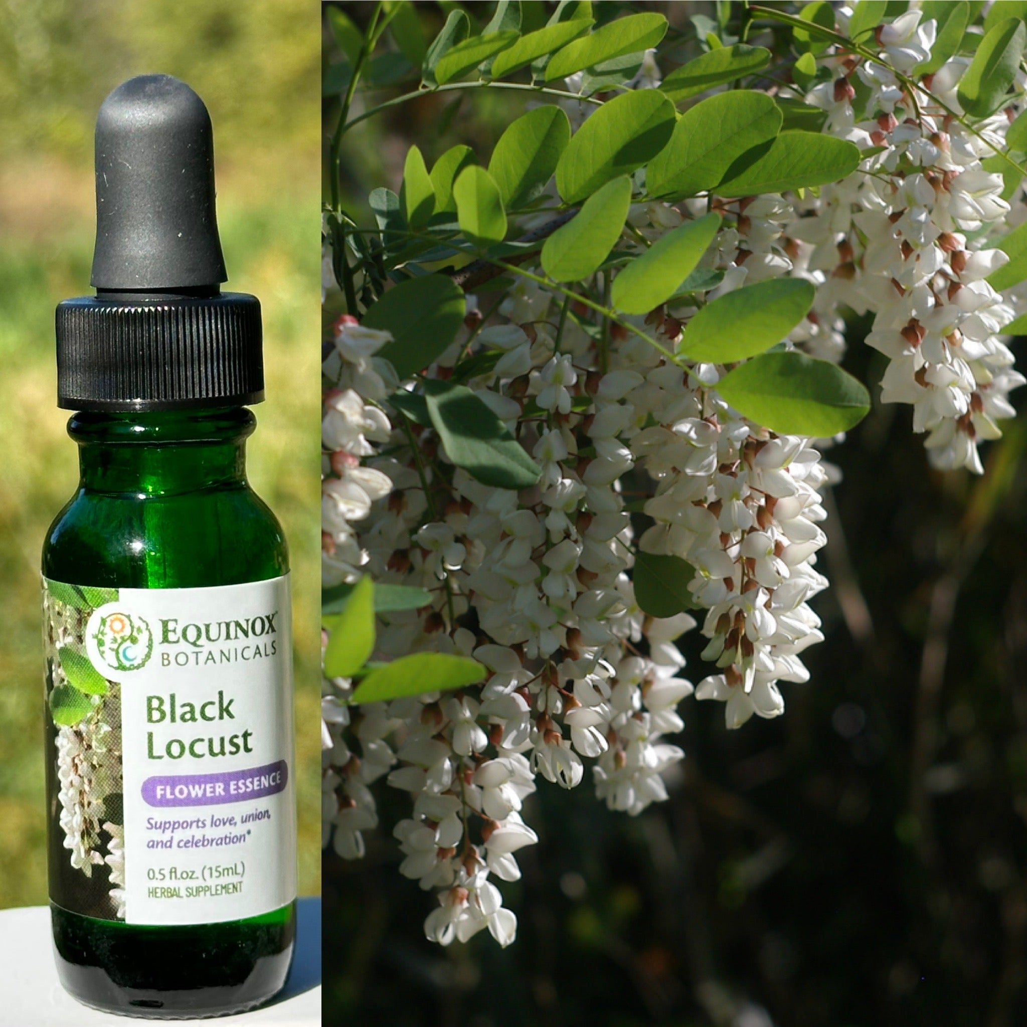 Black Locust Flower Essence 15mL – Equinox Botanicals