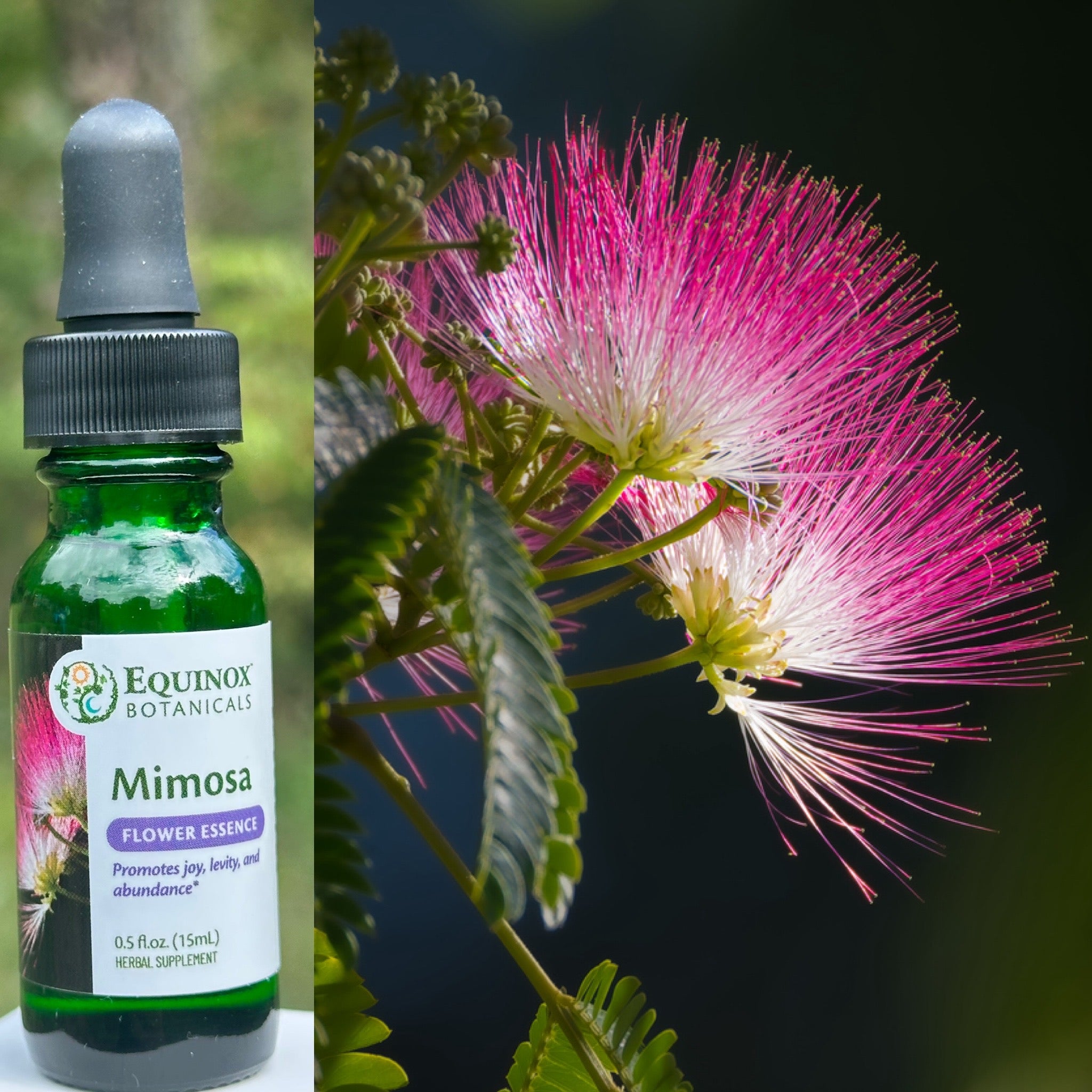 Mimosa Flower Essence 15mL – Equinox Botanicals